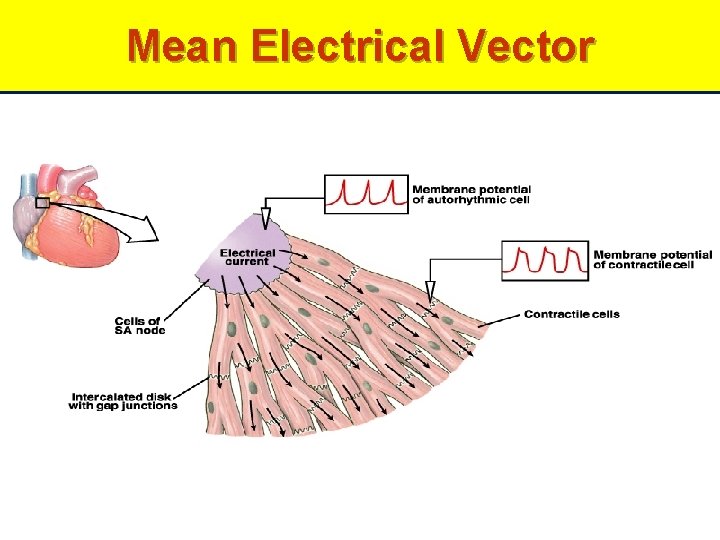 Electrocardiographic Interpretation of Cardiac Muscle and Coronary Blood