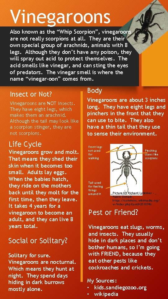 Vinegaroons Also known as the Whip Scorpion vinegaroons