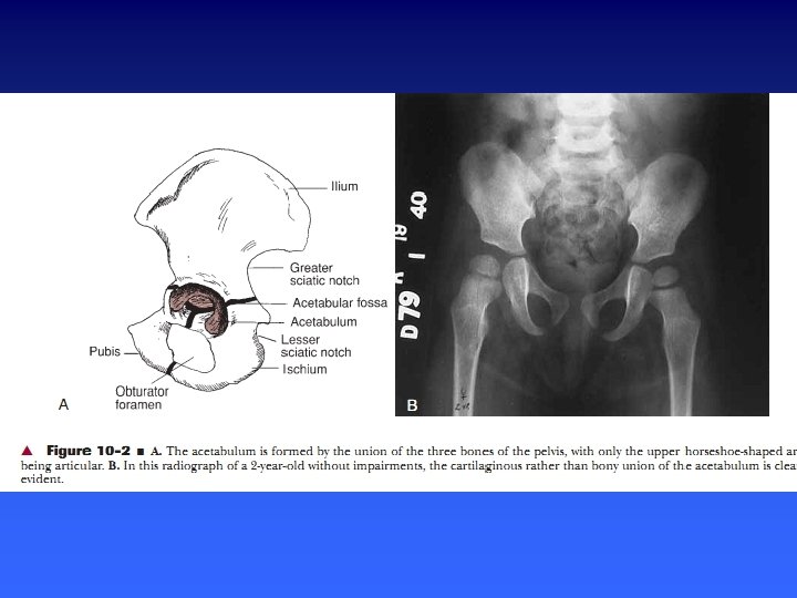 BIOMECHANICS OF HIP JOINT Prepared by Dr Hazrat