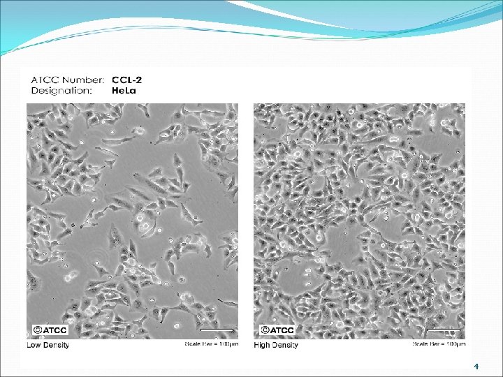 Lab 2 Mammalian Cell Culture Media Islamic University