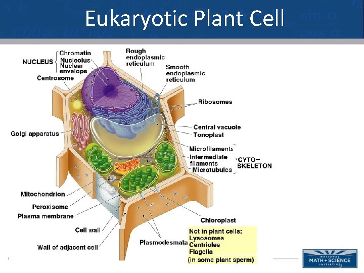 The Structure of the Cell Part I Cell