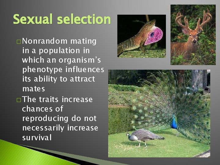 How many different species are shown below The