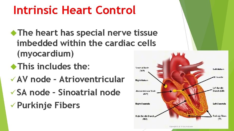 The Circulatory System Bio 12 Last Days Nuggets