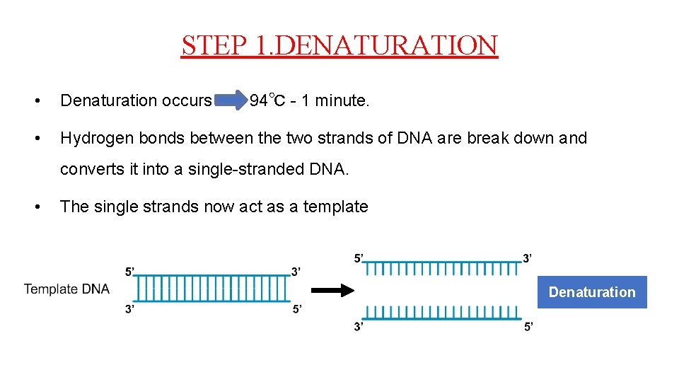 BASICS of PCR Subject Zoology Smt T SRI