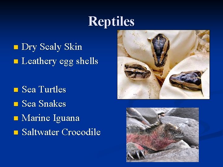 Chapter 9 Marine Vertebrates Vertebrates Animals with a