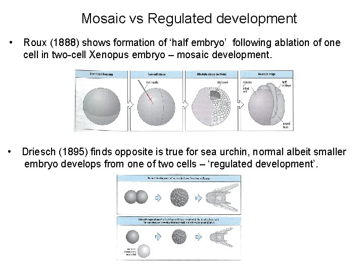 Lecture 1 Preimplantation development Introduction and key concepts