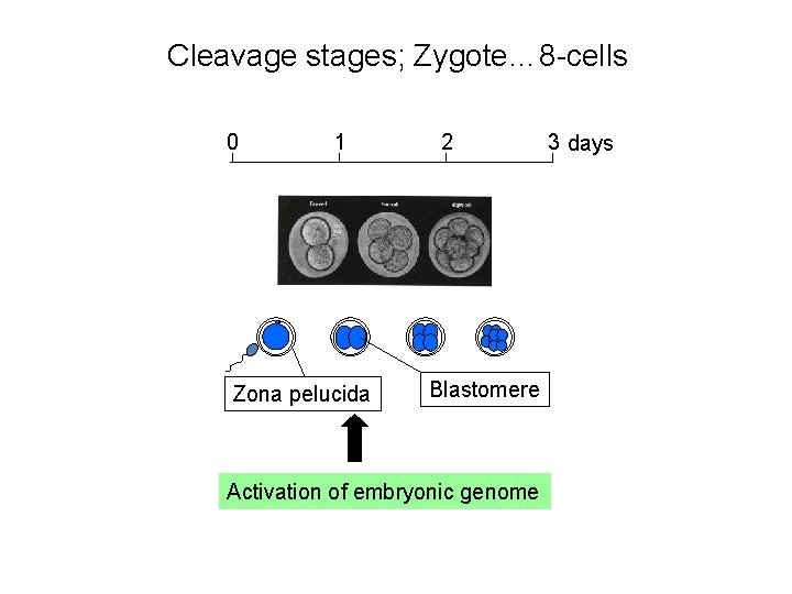Lecture 1 Preimplantation development Introduction and key concepts