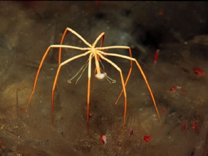 Sub Phylum Chelicerata Aquatic Terrestrial Araneae Class Merostomata