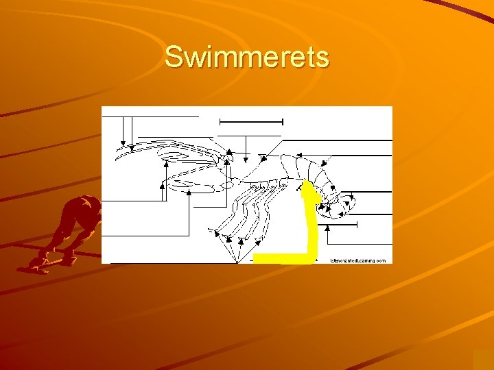 LETS PLAY JEOPARDY Jeopardy Diagram of Vocab a