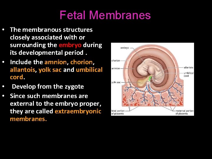 Fetal Membranes Dr Zeenat Zaidi Fetal Membranes The