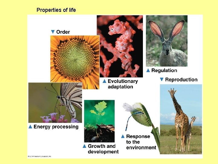 Properties of life Levels of organization Subatomic particles