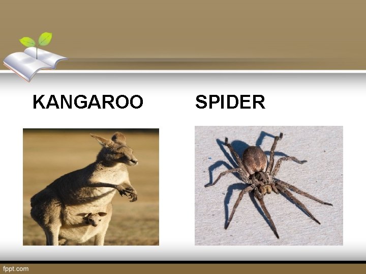 TELL ME WHY SPELL BEE BUTTERFLY LADYBIRD ELEPHANT