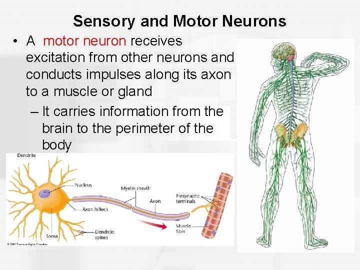 Chapter 2 Nerve Cells and Nerve Impulses Animal