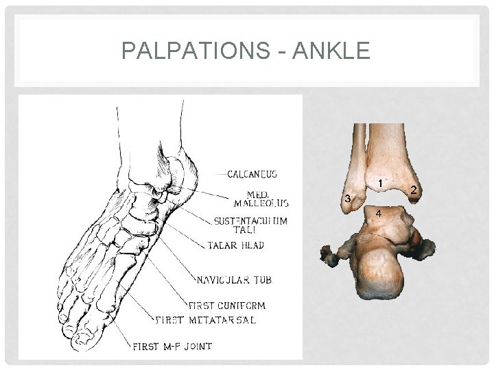 FOOT AND ANKLE JOINTS PALPATIONS ROM JOINTS A