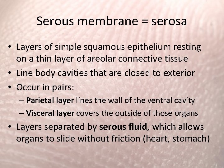 Integumentary System Anatomy ADay 31119 Bellringer What are