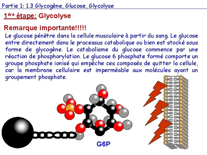 Partie 1 1 3 Glycogne Glucose Glycolyse 1re