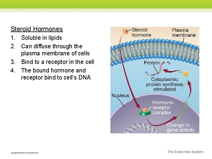 Action of Hormones Endocrine glands produce hormones released