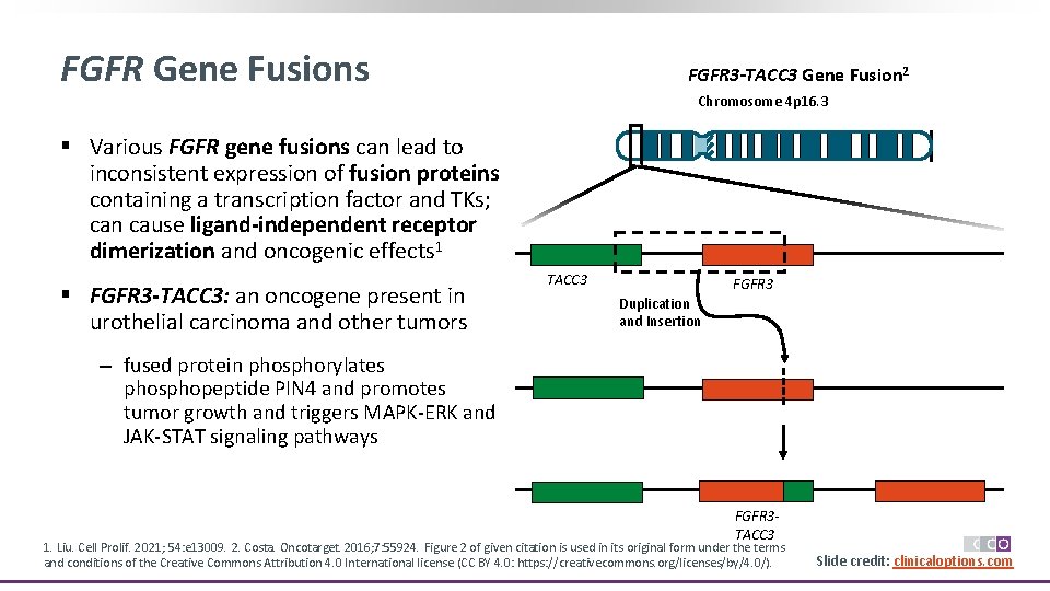 Targeting FGFR Signaling in Cancer Bladder and Beyond