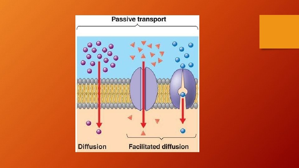 Cell Transport Cell Membrane Regulates what goes in