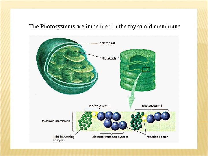 Leaf Structure Most photosynthesis occurs in the palisade