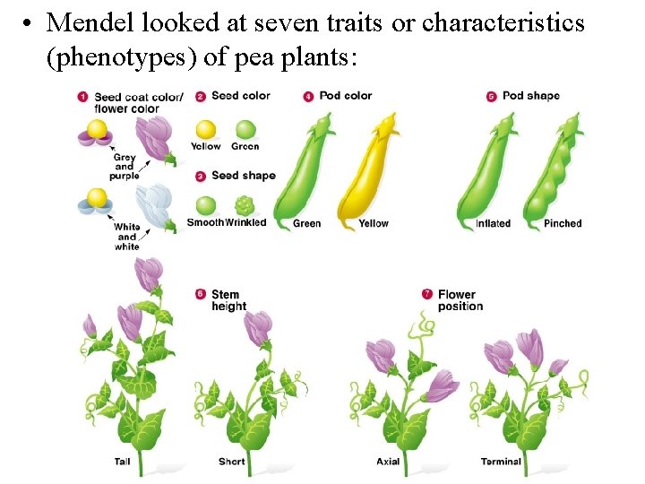 Introduction to Genetics GENETICS branch of biology that