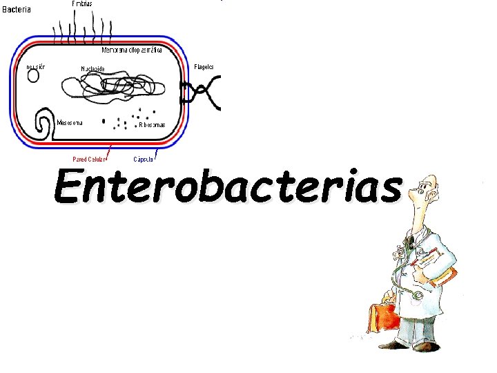 Enterobacterias Microorganismos Gram Negativos Bacilos Familia ...