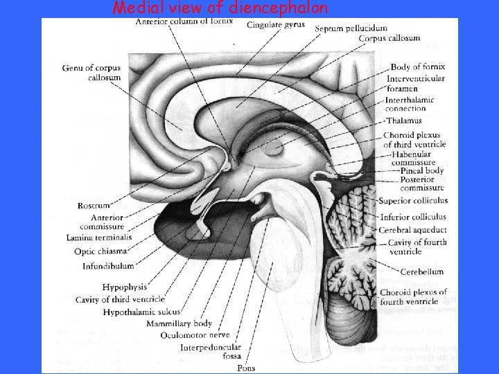 Coronal section of brainstem diencephalon basal telencephalic nuclei