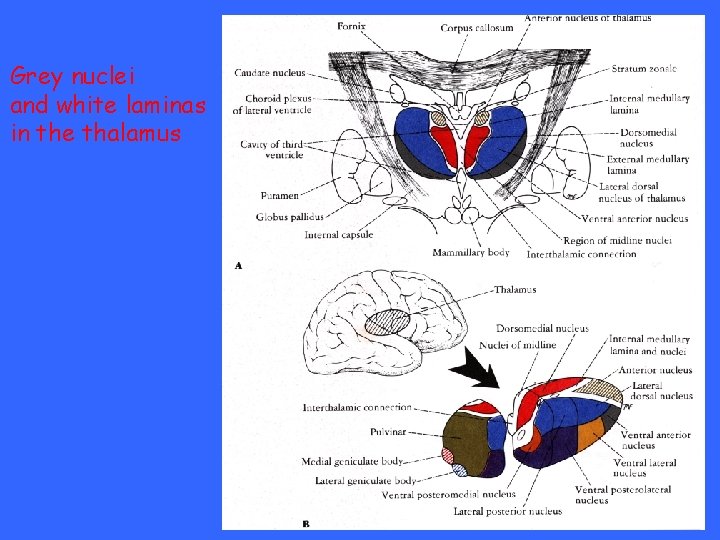Coronal section of brainstem diencephalon basal telencephalic nuclei