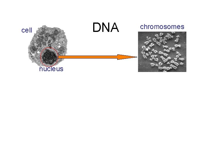 DNA Identification Biology and Information Mark W Perlin