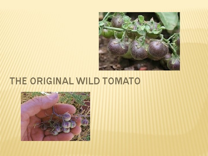 Fruit or Vegetable TOMATO TOMATO KING OF THE