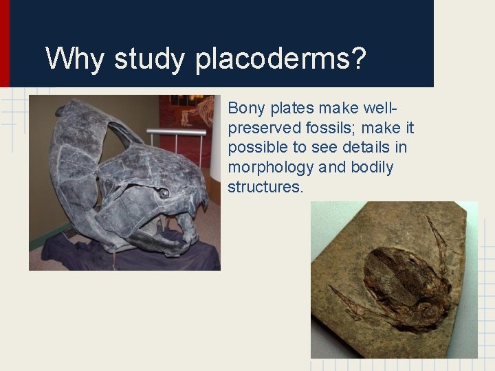 Evolution Adaptations of Placoderms Justin Waraniak Yovaan Totharam
