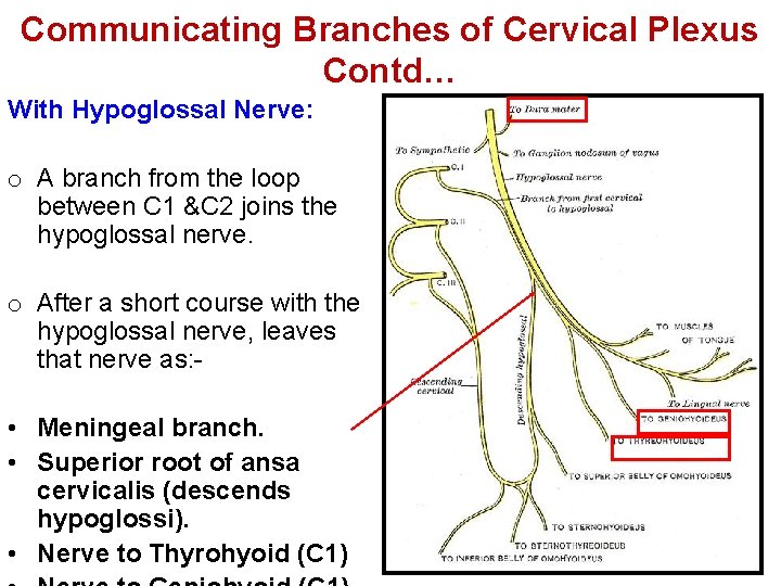 Cervical Plexus Presented by Dr Sushma Tomar Associate