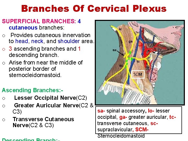 Cervical Plexus Presented by Dr Sushma Tomar Associate