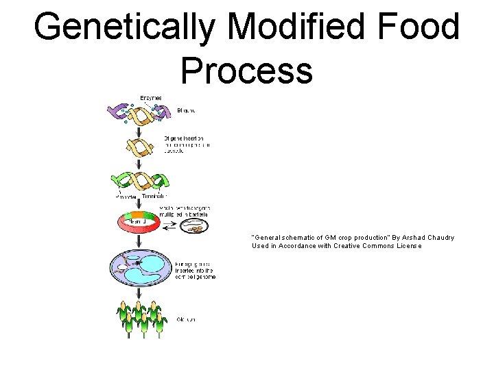 Genetically Modified Food By Nhung Lam What are
