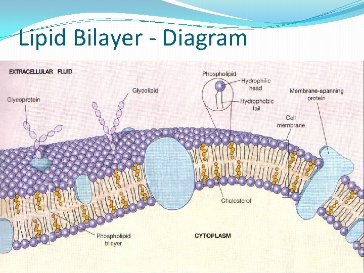 Cell Membrane Transportation How do cells transport ions