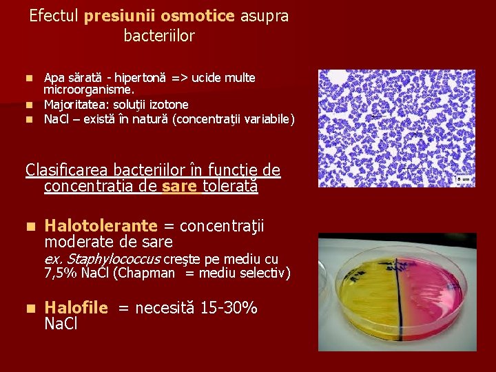 Metabolism bacterian Dr Carmen Costache METABOLISM BACTERIAN Planul