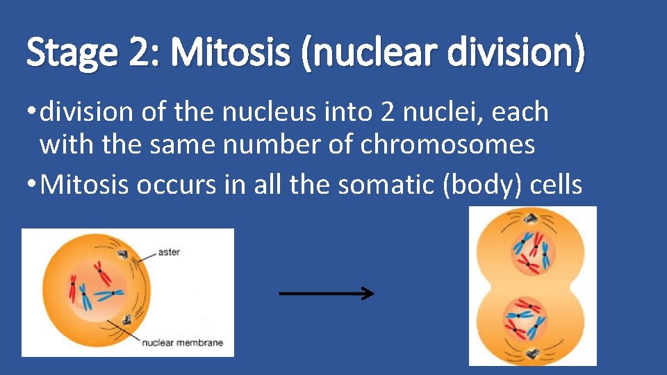Cell Division Why do cells need to divide