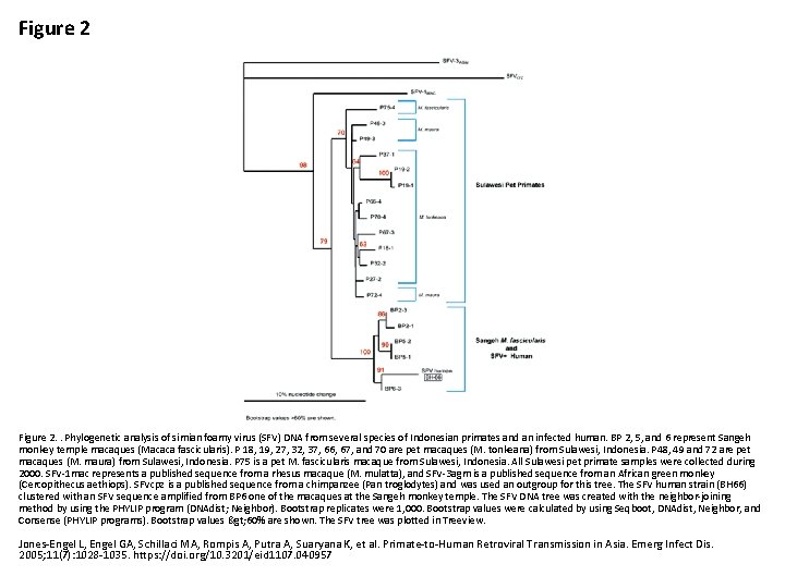 Figure 2 Phylogenetic analysis of simian foamy virus