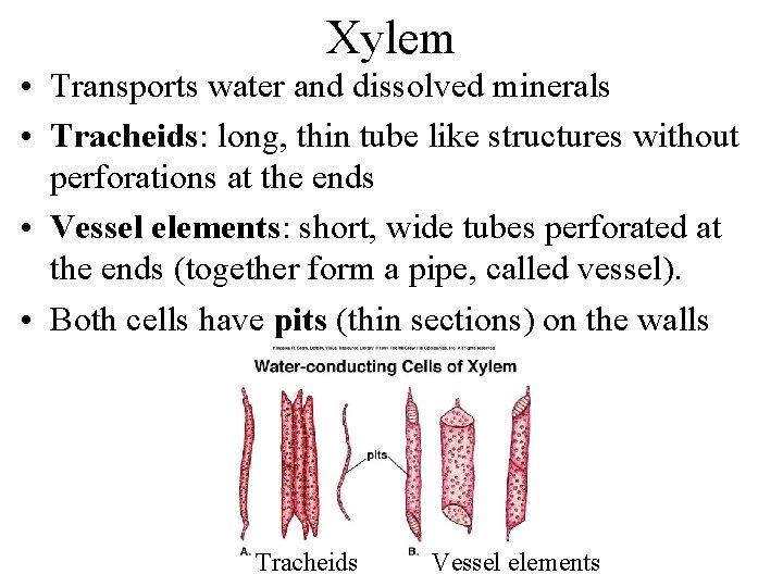 Lecture 3 Plant anatomy and physiology by Edgar