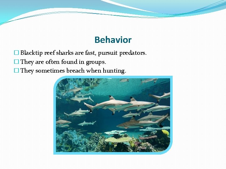 Black Tip Reef Shark Casey Slaughter and Colton