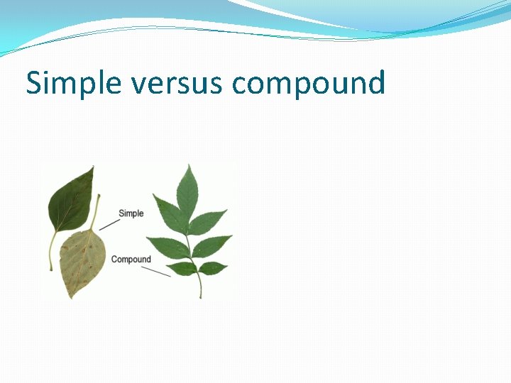 Trees of Virginia Introduction Trees are a renewable