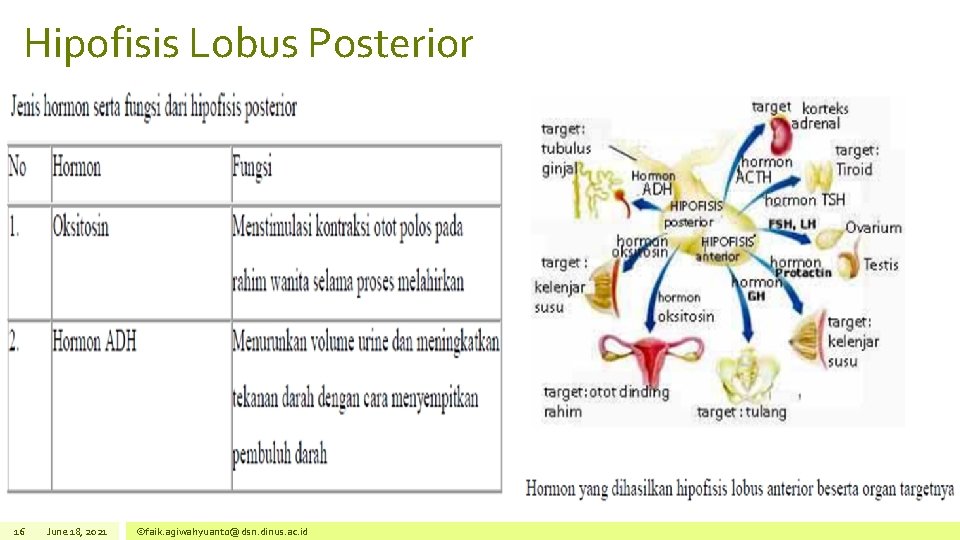 Anatomy Physiology of Endocrine System Oleh Faik Agiwahyuanto