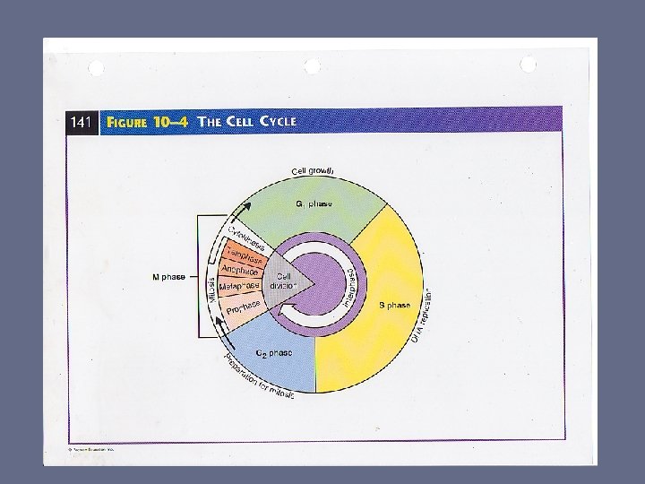 Section 10 2 Cell Division Biology I Flora