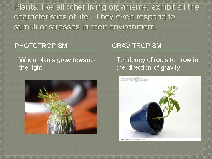 EXTERNAL REGULATION OF PLANT GROWTH Plants like all