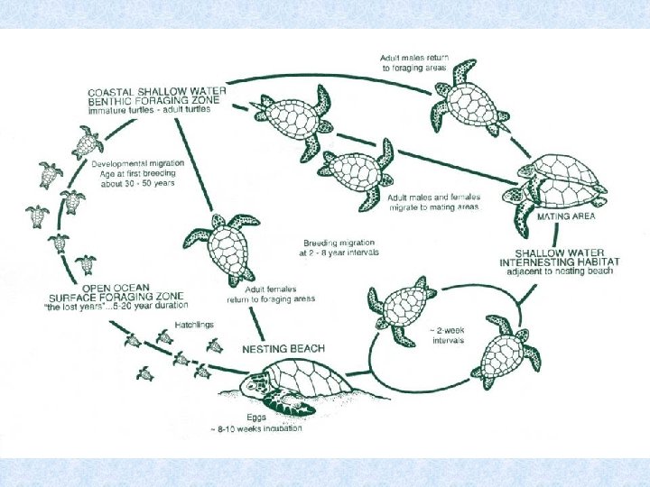 Sea turtles of the UAE Status and Conservation