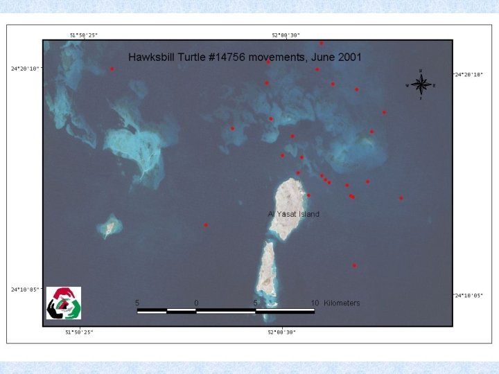 Sea turtles of the UAE Status and Conservation