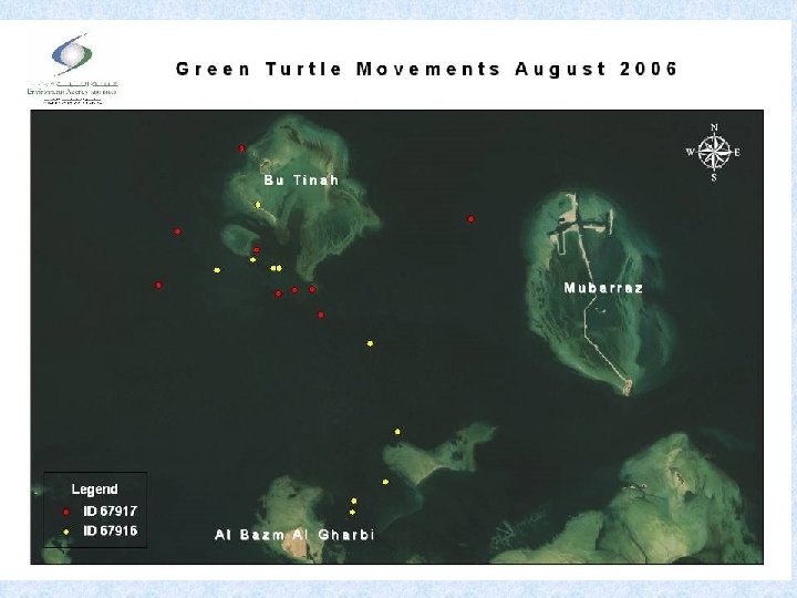 Sea turtles of the UAE Status and Conservation
