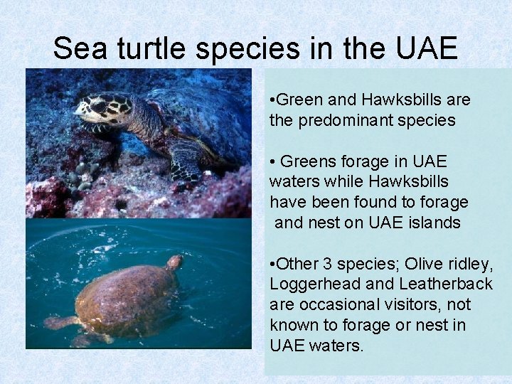 Sea turtles of the UAE Status and Conservation