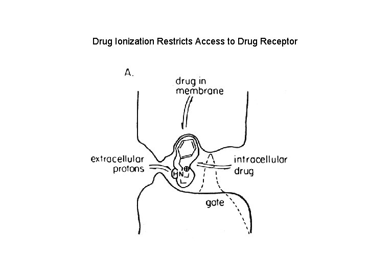 Regulation of Ion Channels by Drugs and Hormones