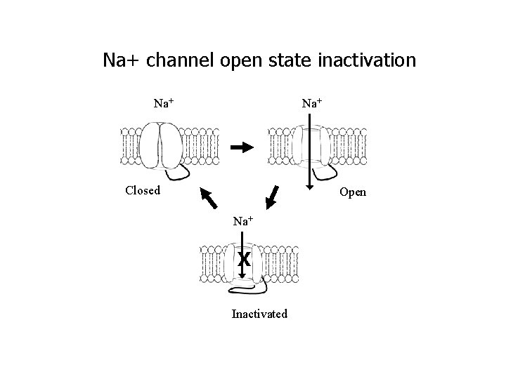 Regulation of Ion Channels by Drugs and Hormones